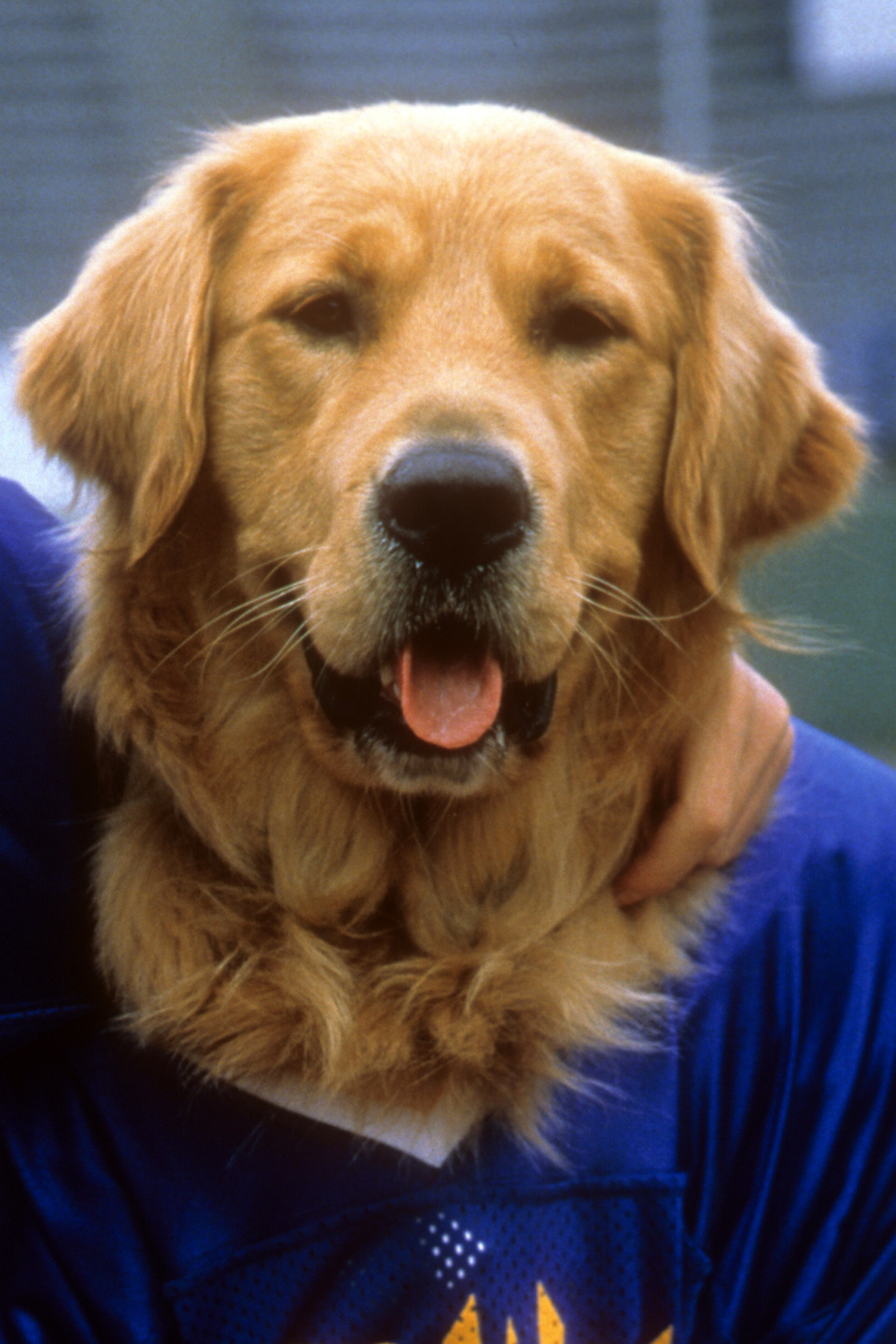 Buddies Sports Channel Air Bud: Golden Receiver Disney, 48% OFF