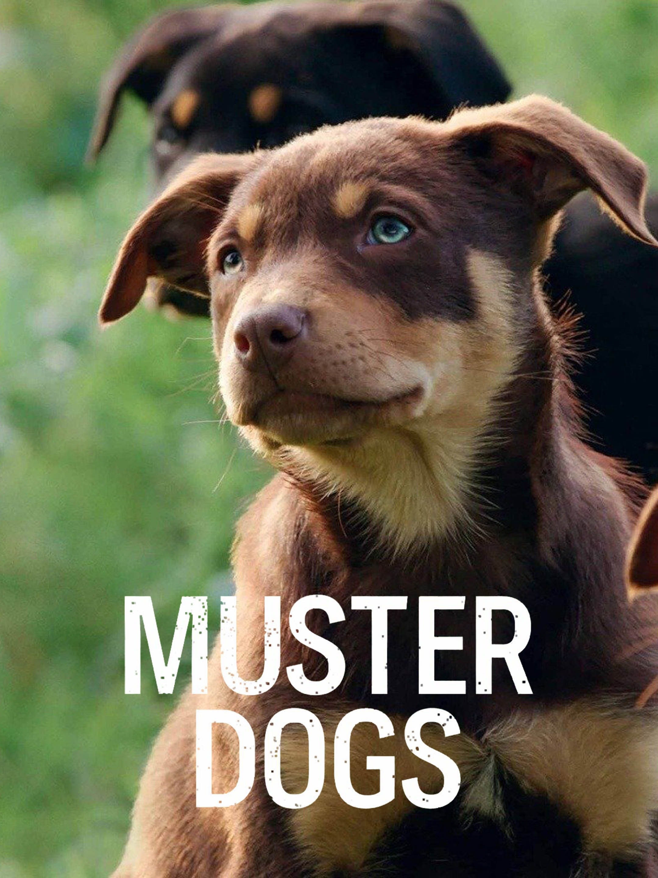 Muster Dogs - Rotten Tomatoes