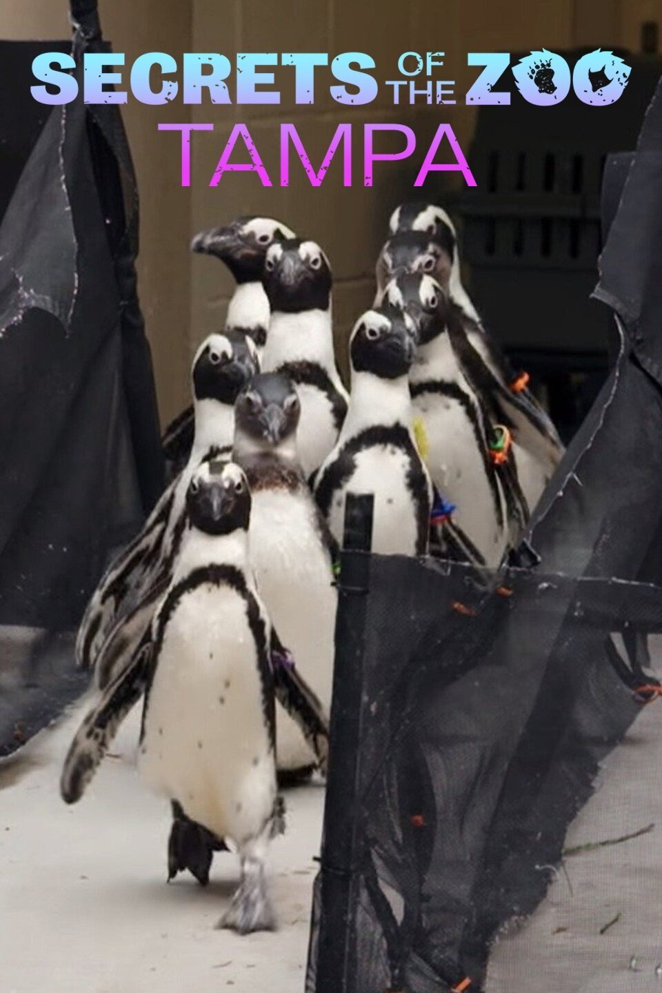 Secrets of the Zoo: Tampa - Rotten Tomatoes