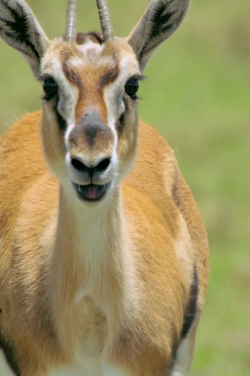 Thomson's Gazelle Pictures - Rotten Tomatoes