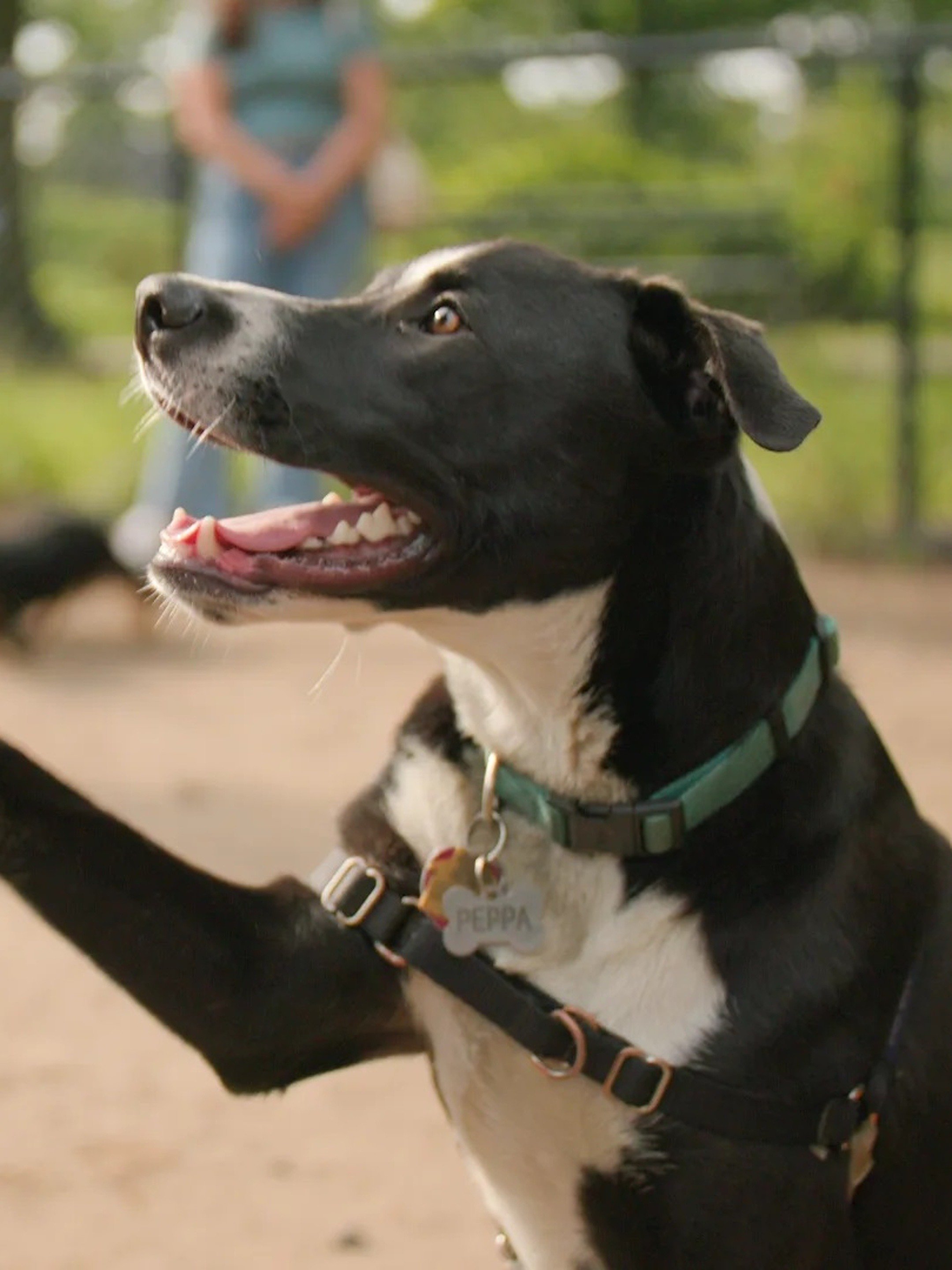 Dogs Pictures - Rotten Tomatoes