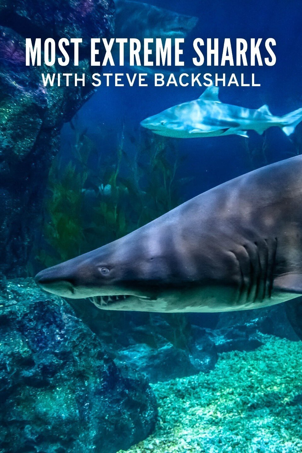 Most Extreme Sharks With Steve Backshall - Rotten Tomatoes