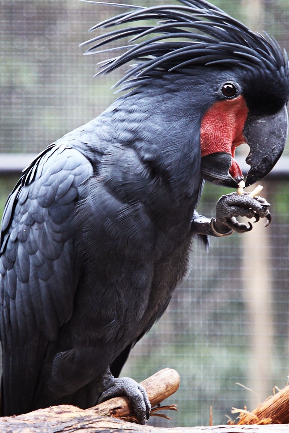 Penguin SOS Pictures - Rotten Tomatoes