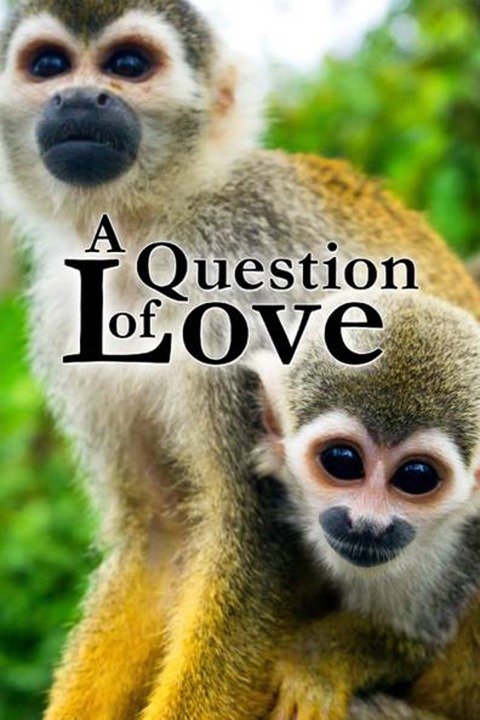 A Question Of Love? Pictures - Rotten Tomatoes