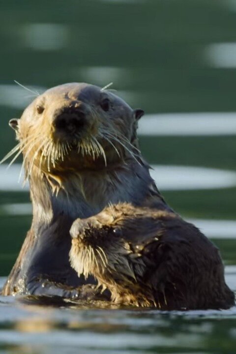 Fall Pictures - Rotten Tomatoes