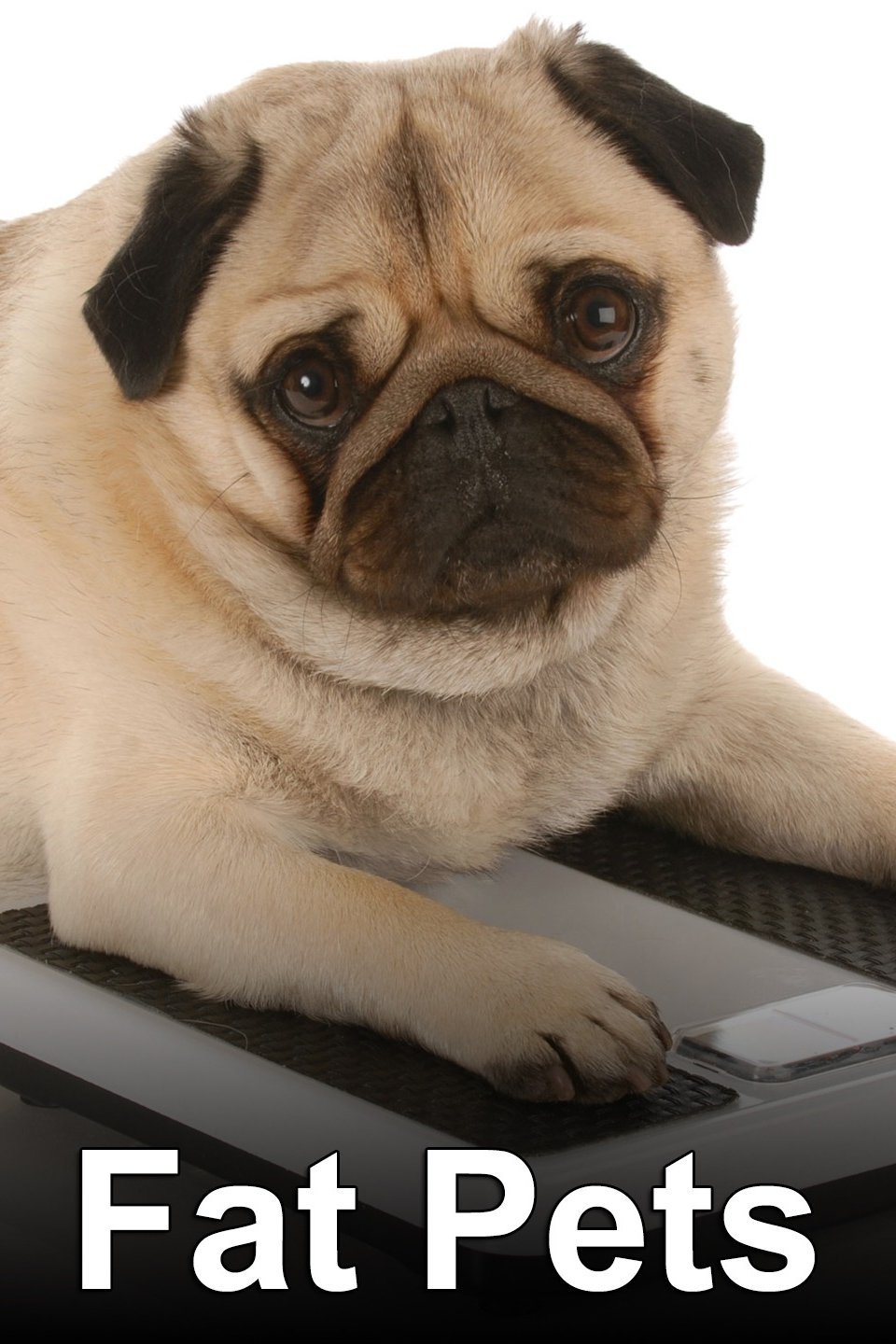 Fat Pets - Rotten Tomatoes