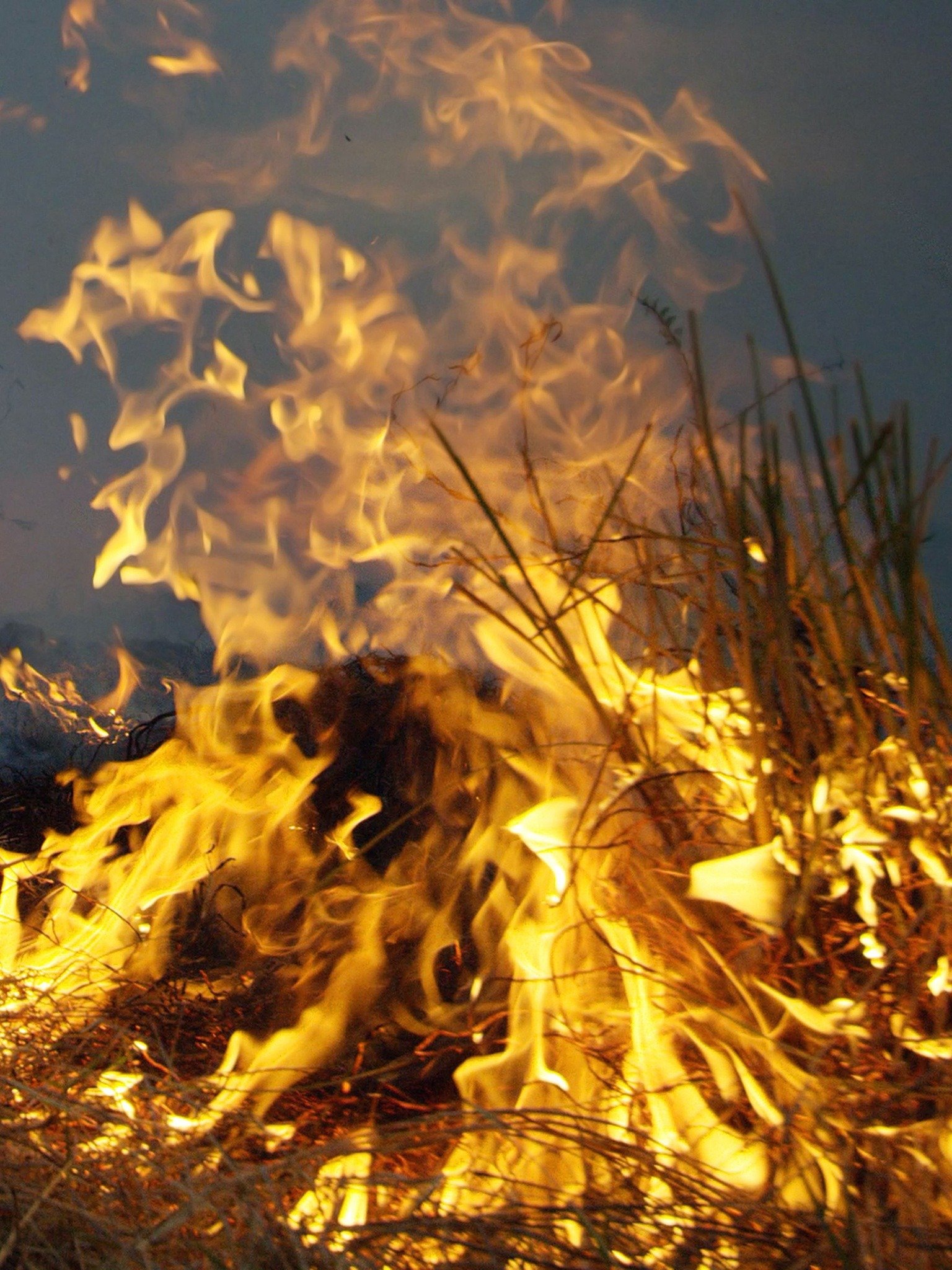 Inferno Pictures - Rotten Tomatoes