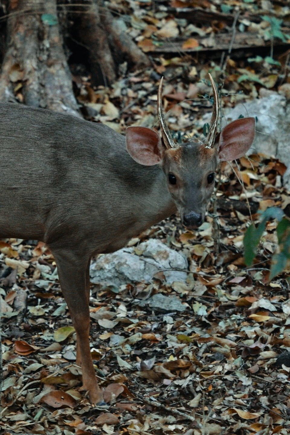 Tropical Deer of Mexico Pictures - Rotten Tomatoes