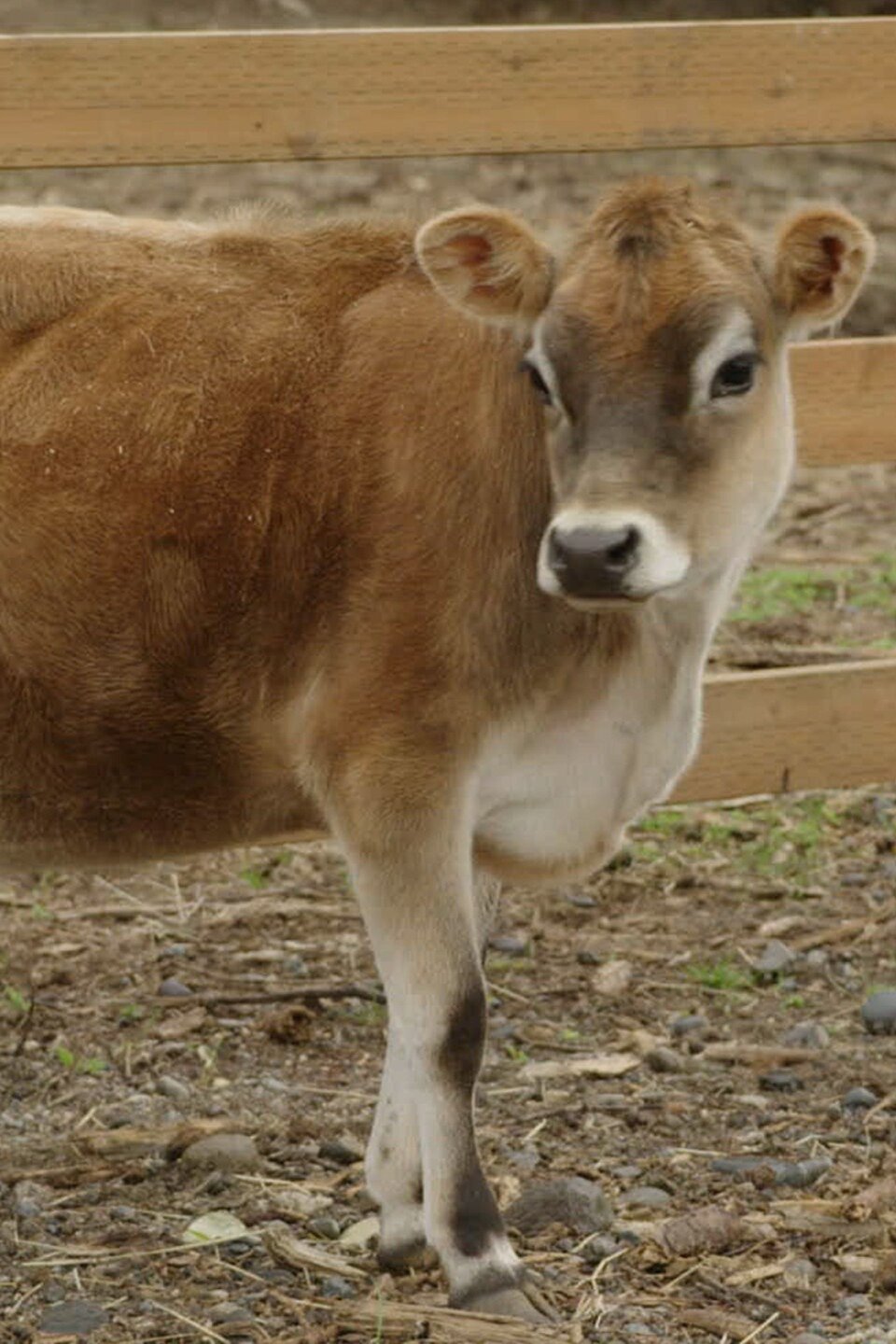 Don't Have a Cow Pictures - Rotten Tomatoes