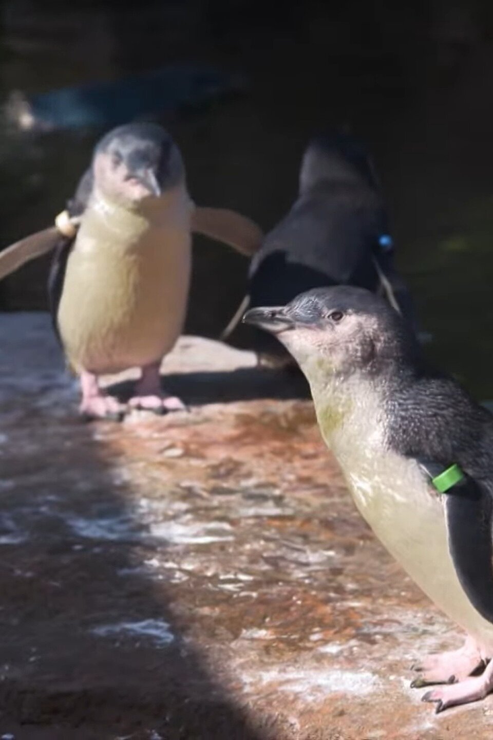 Penguins, Picturing Colors and Protecting Forests Pictures - Rotten ...