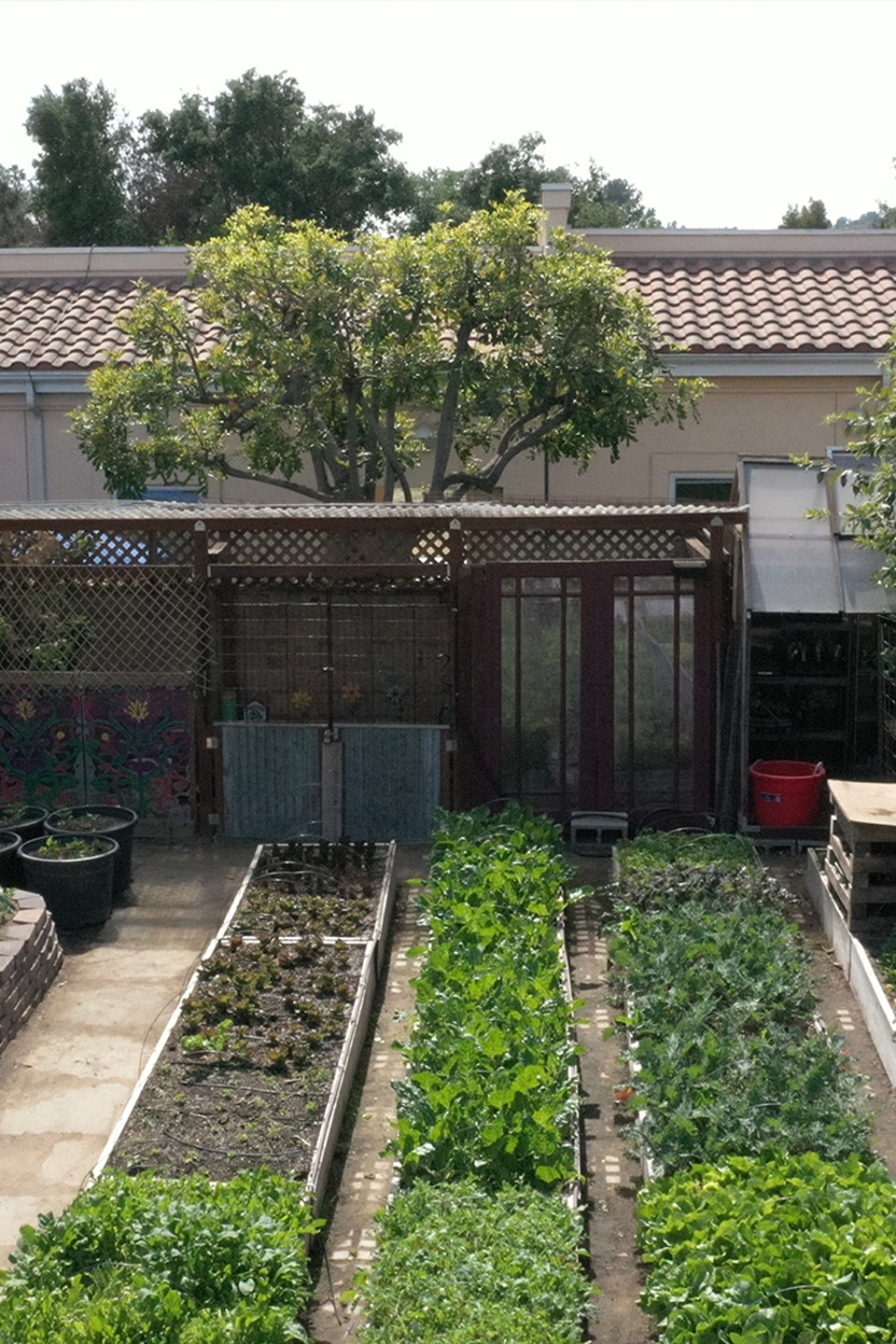 Backyard Crop Pictures - Rotten Tomatoes