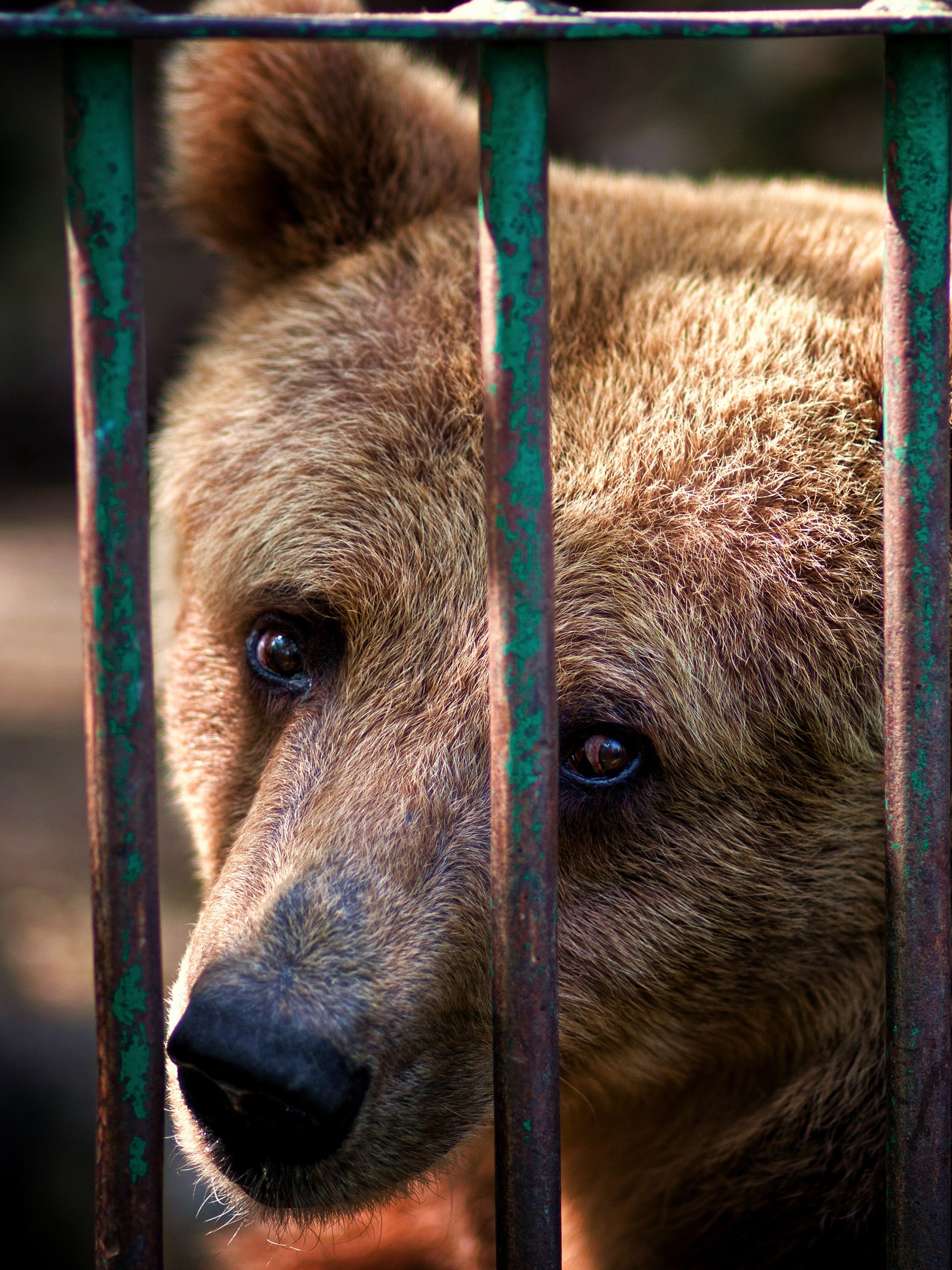 Tigers and Bears, Oh My Pictures - Rotten Tomatoes