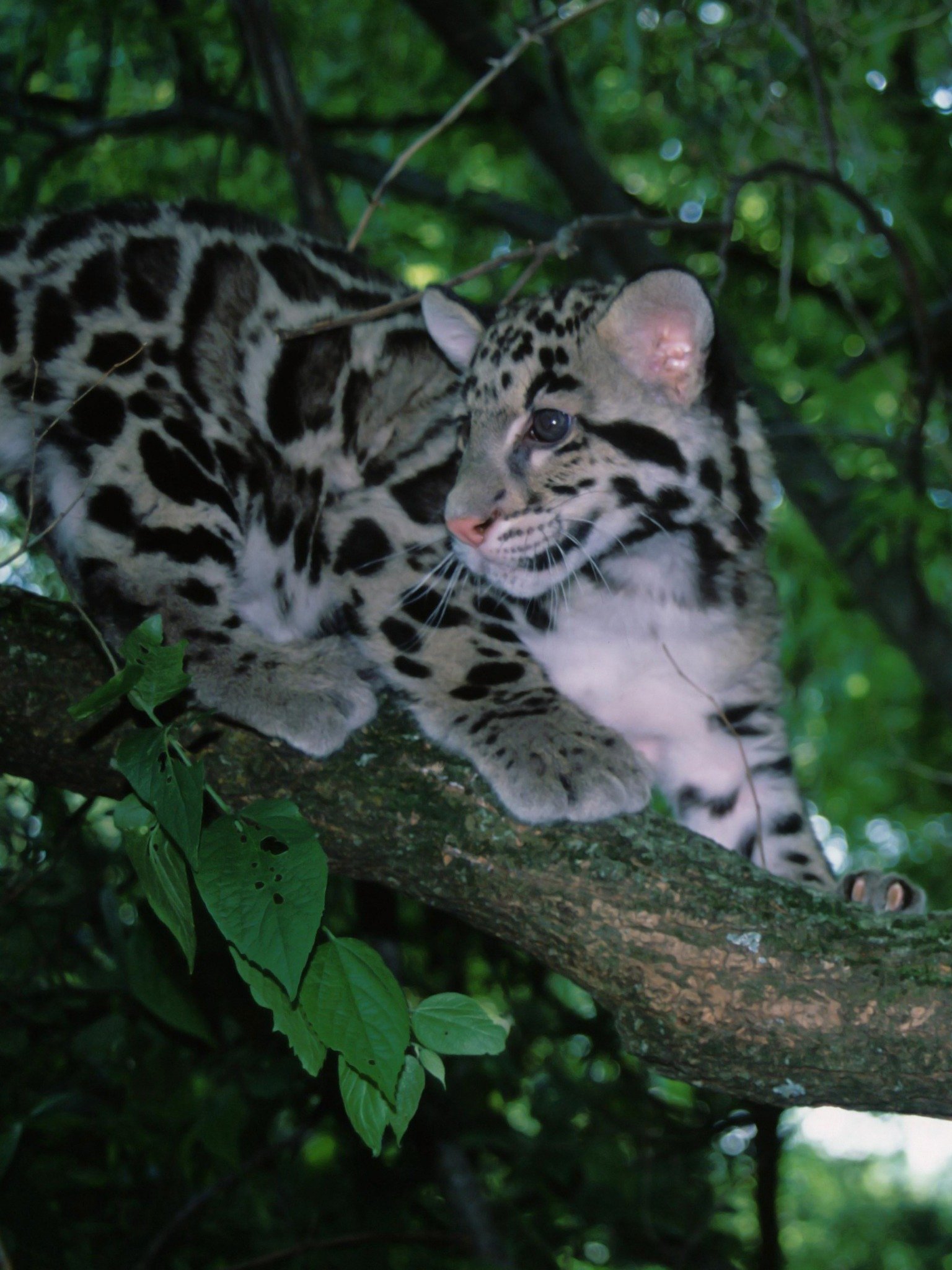 Clouded Leopard Pictures - Rotten Tomatoes