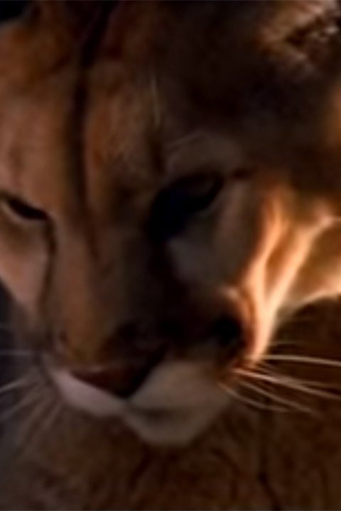 Wolf vs. Cougar Pictures - Rotten Tomatoes