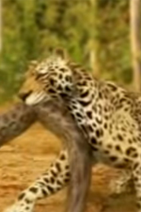 Anaconda vs. Jaguar Pictures - Rotten Tomatoes