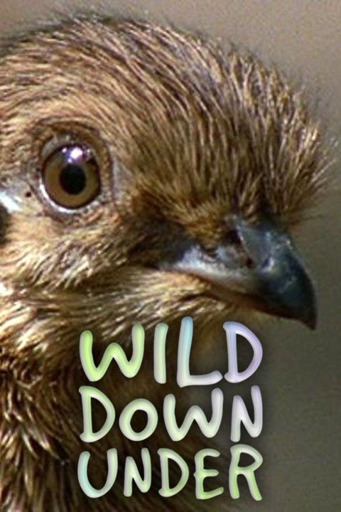 Wild Down Under - Rotten Tomatoes