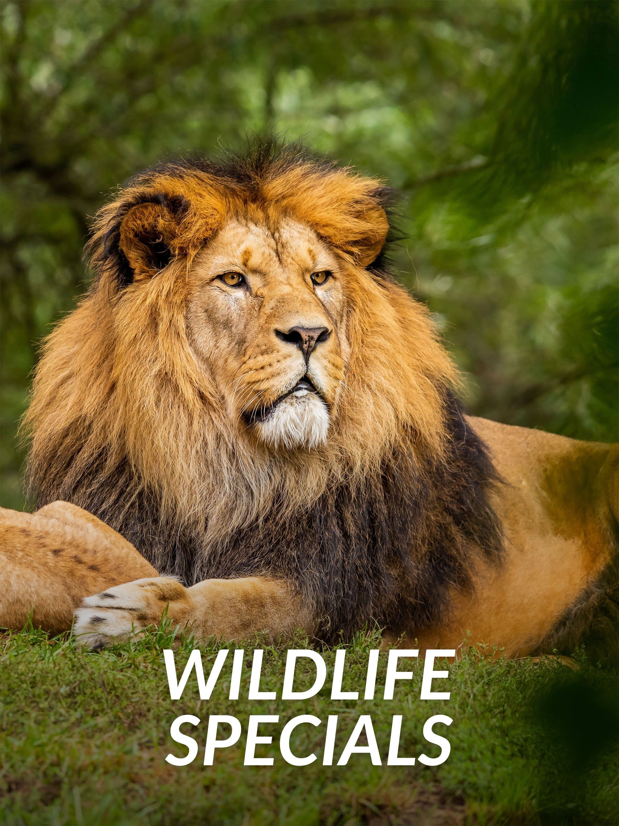 Wildlife Specials - Rotten Tomatoes