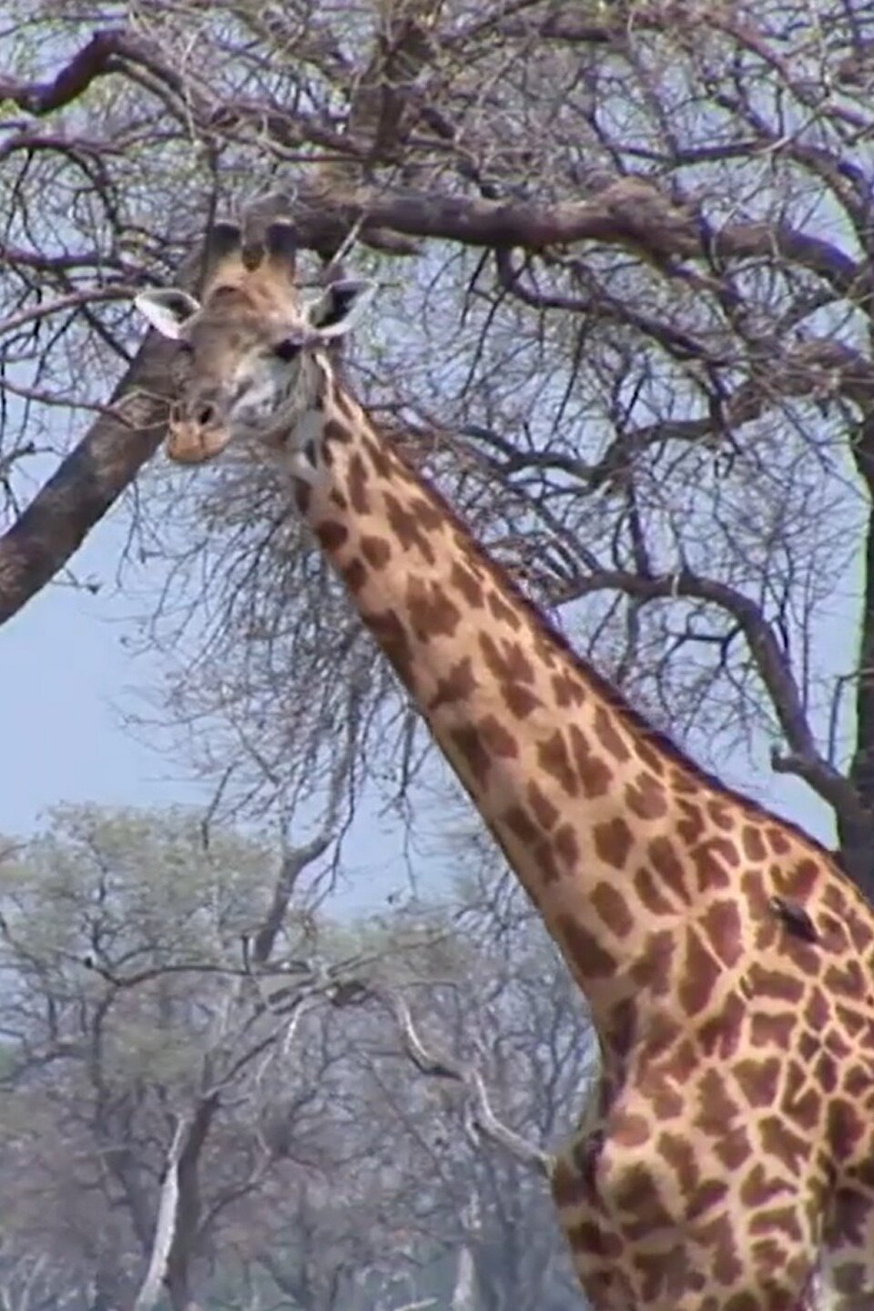 Zambia Bush Adventure Pictures - Rotten Tomatoes