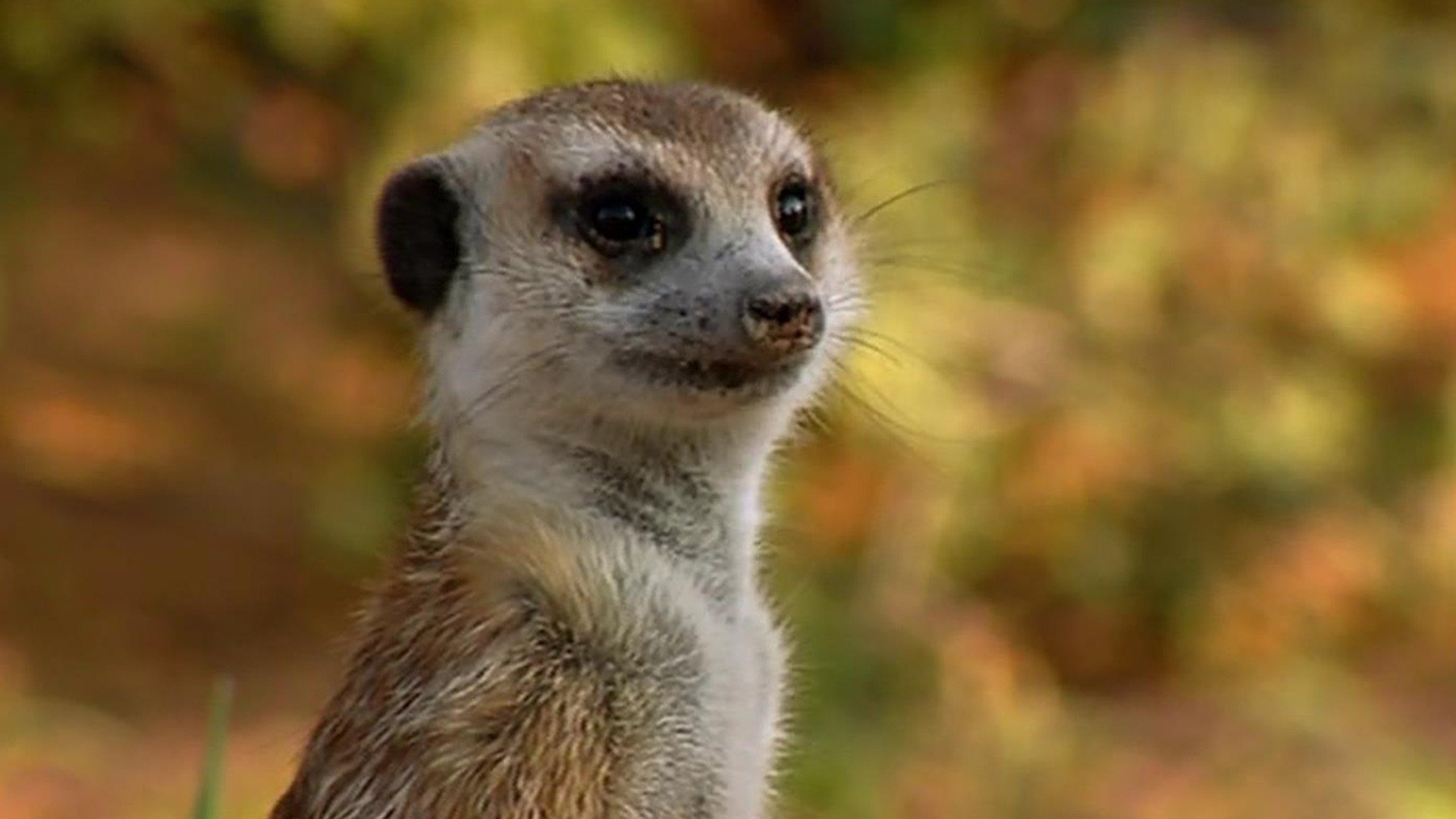 Meerkat Manor Mozart