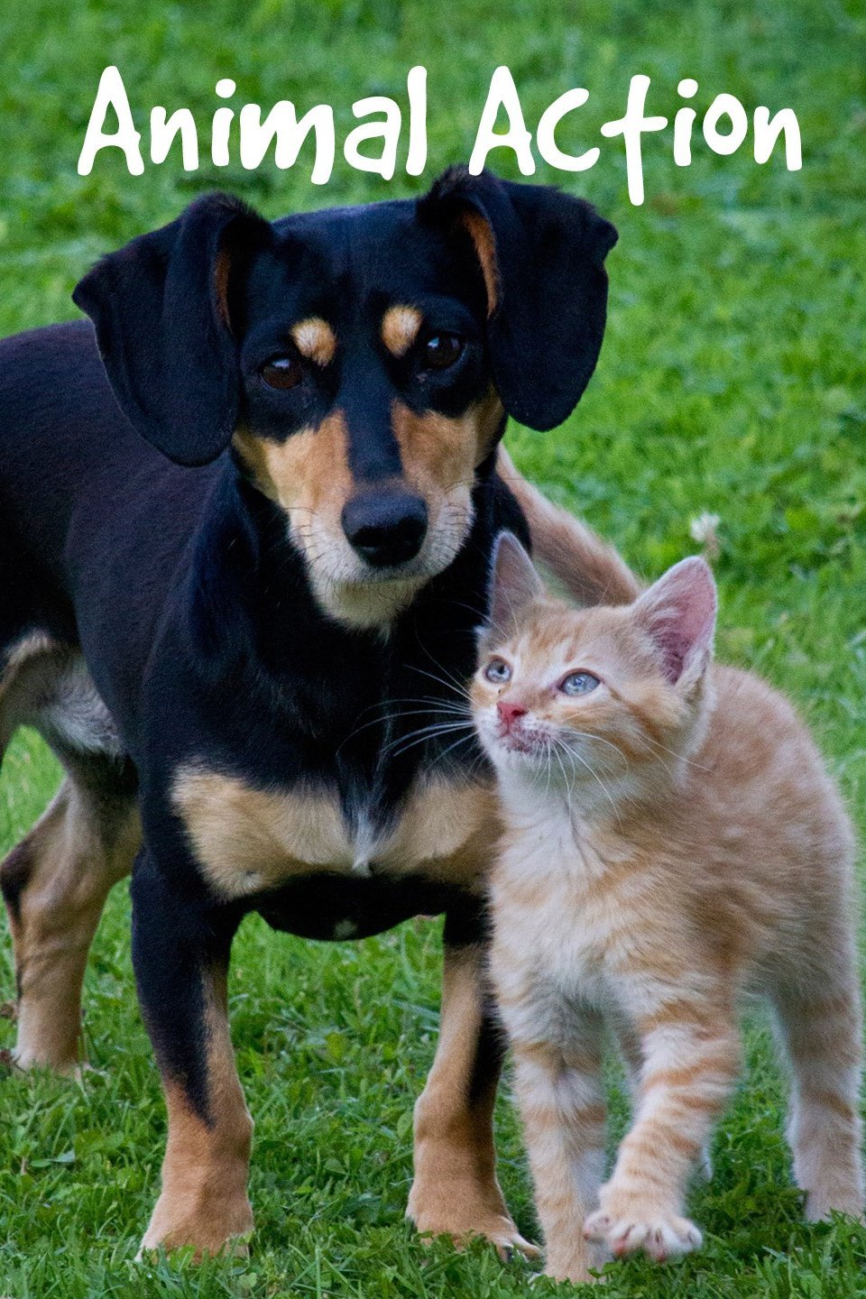 Animal Action - Rotten Tomatoes