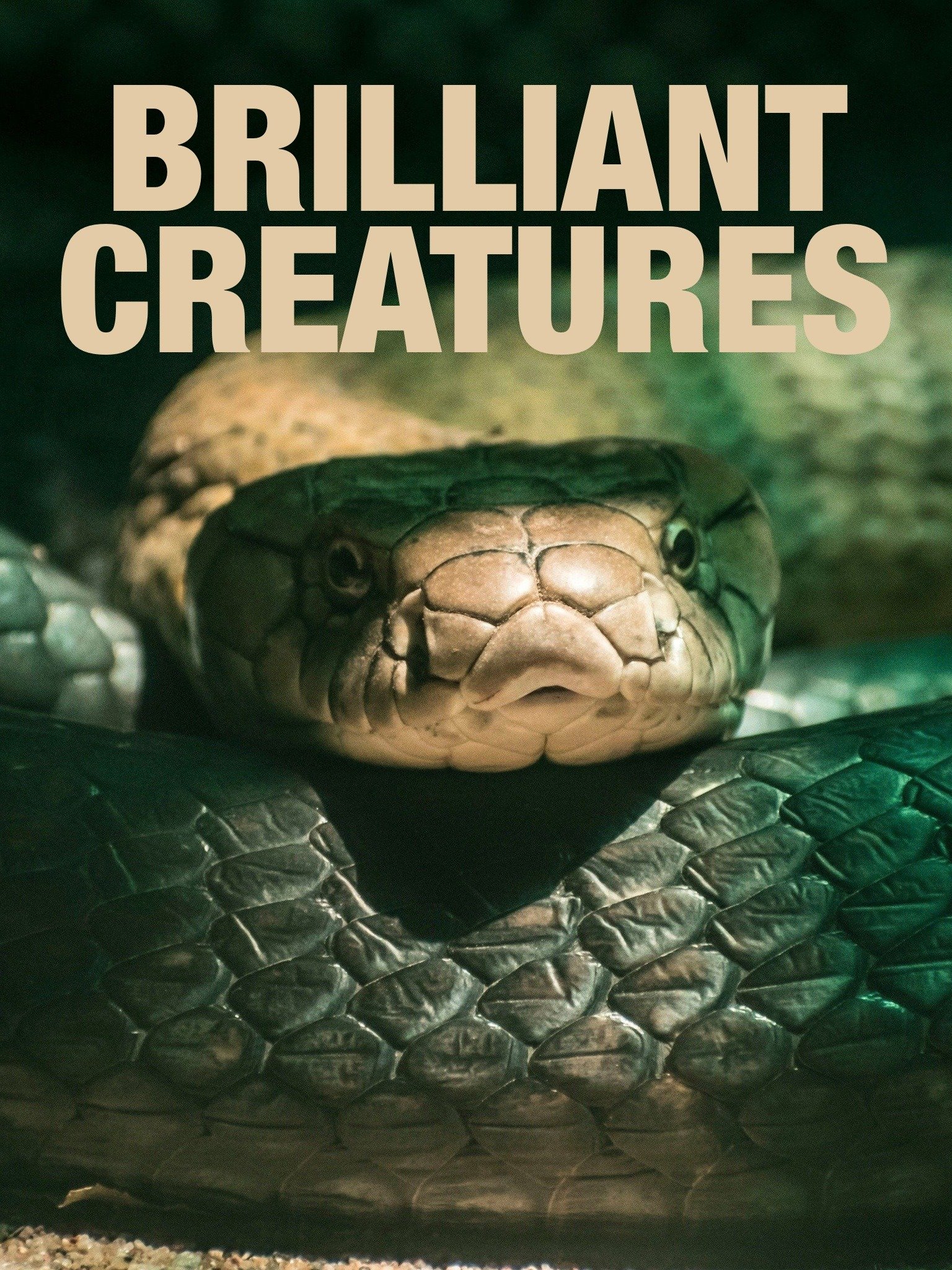 Brilliant Creatures - Rotten Tomatoes