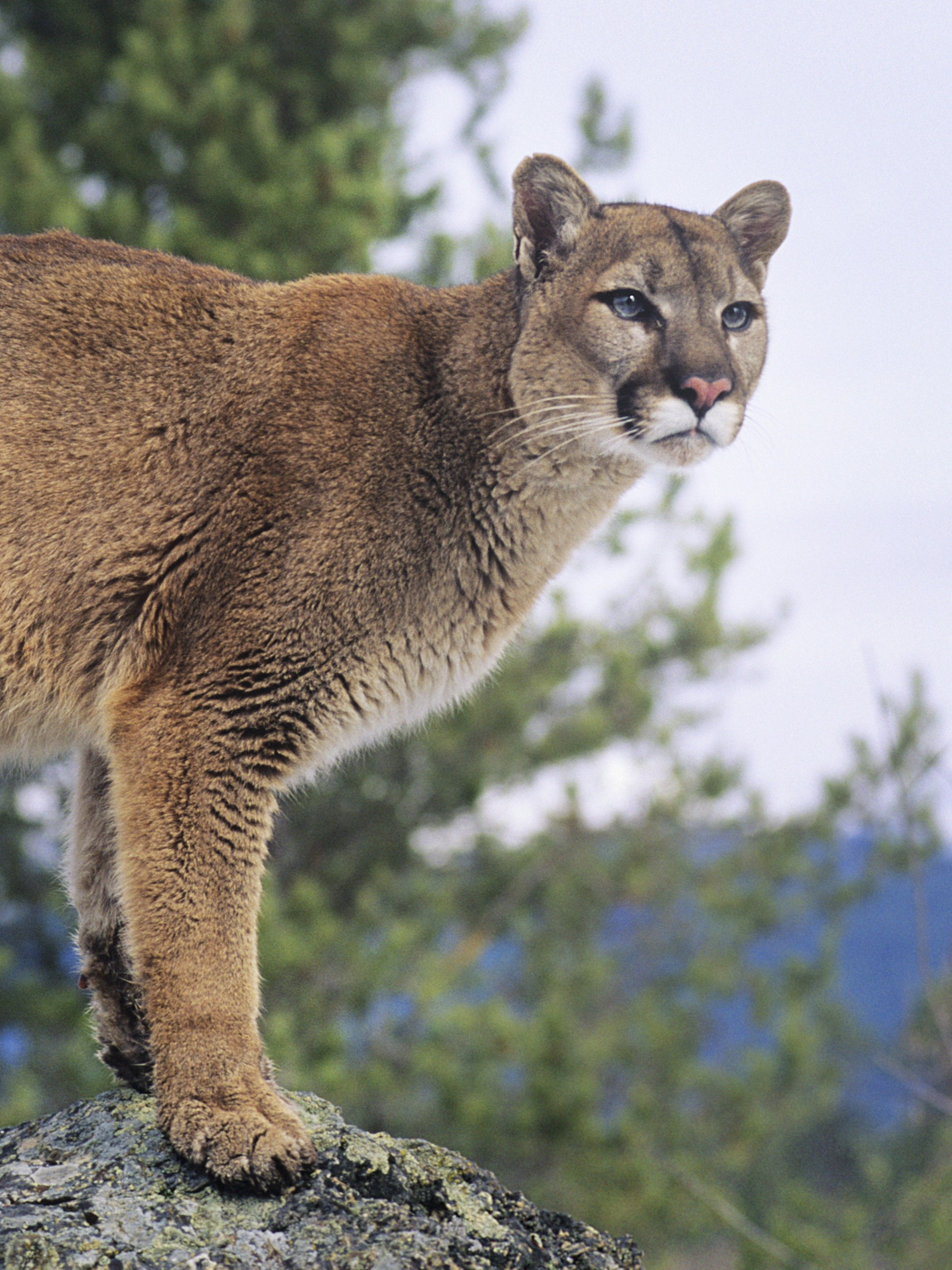 Killer Cats and Dogs Pictures - Rotten Tomatoes