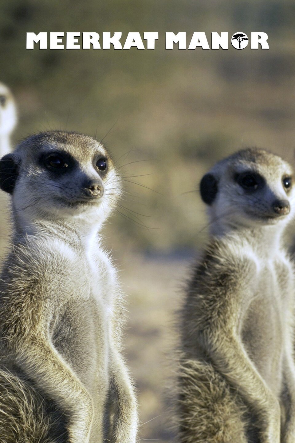 Meerkat Manor - Rotten Tomatoes