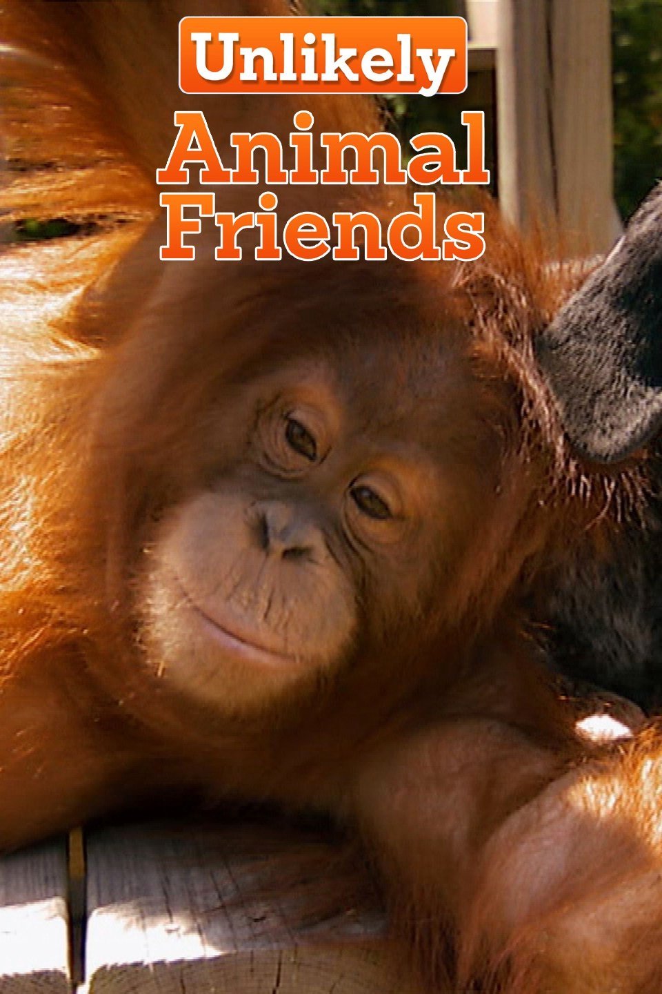 Unlikely Animal Friends - Rotten Tomatoes