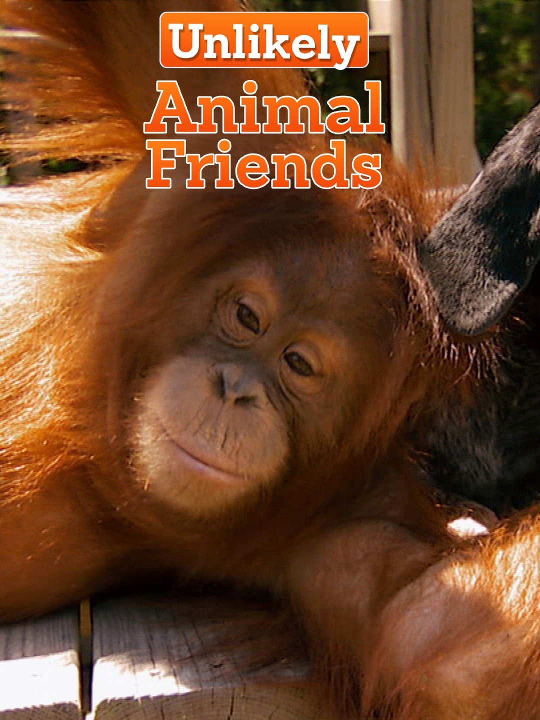 Unlikely Animal Friends