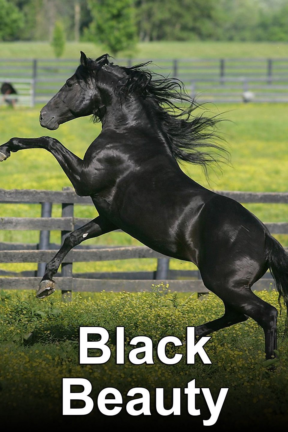 Black Beauty - Rotten Tomatoes