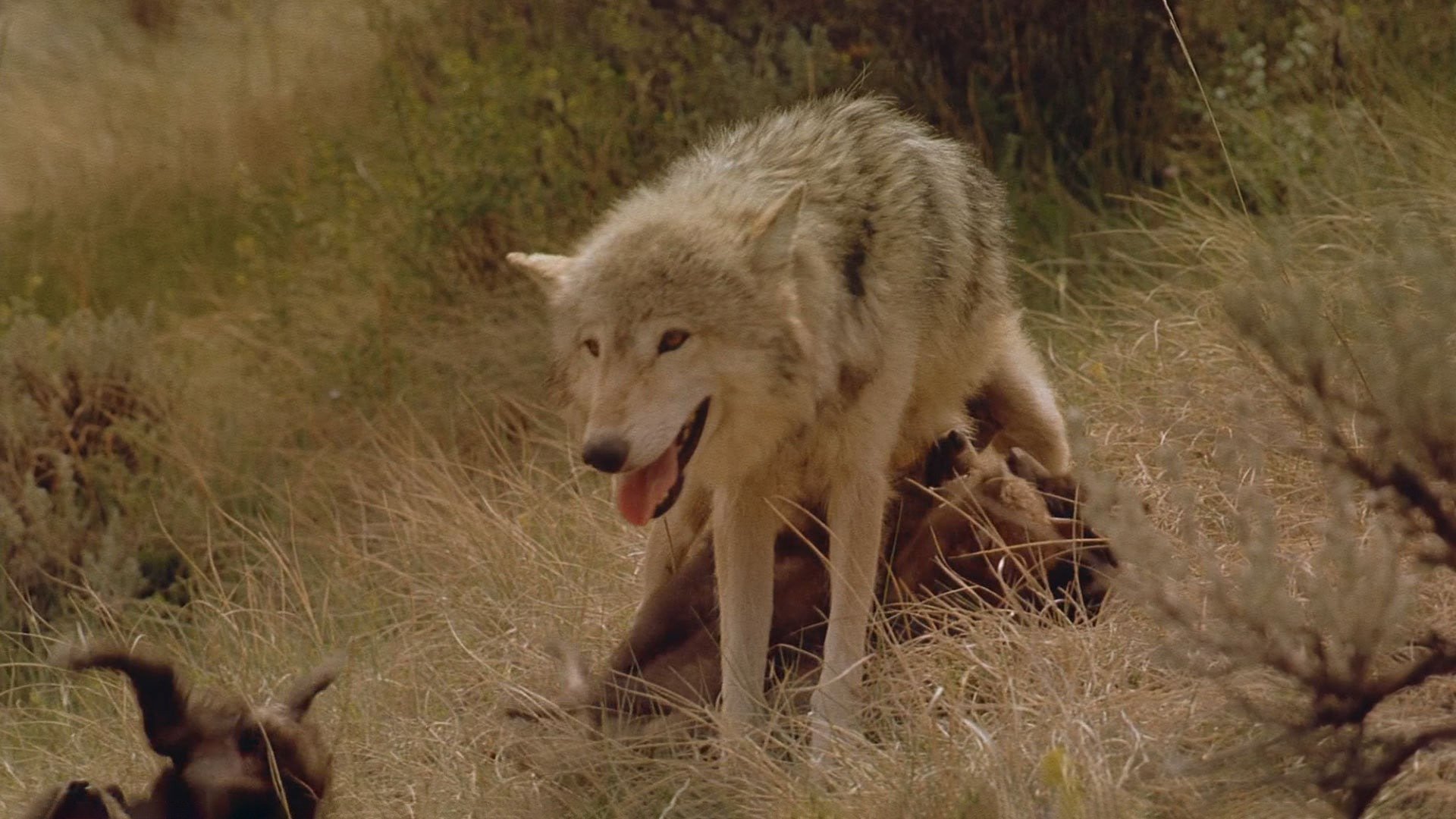 Dances With Wolves Two Socks