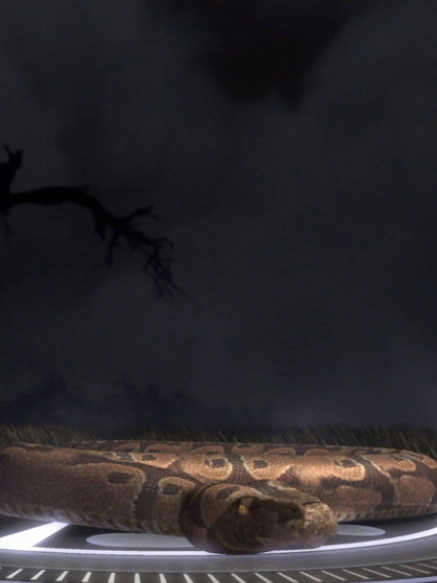 Giant Pythons in America Pictures - Rotten Tomatoes