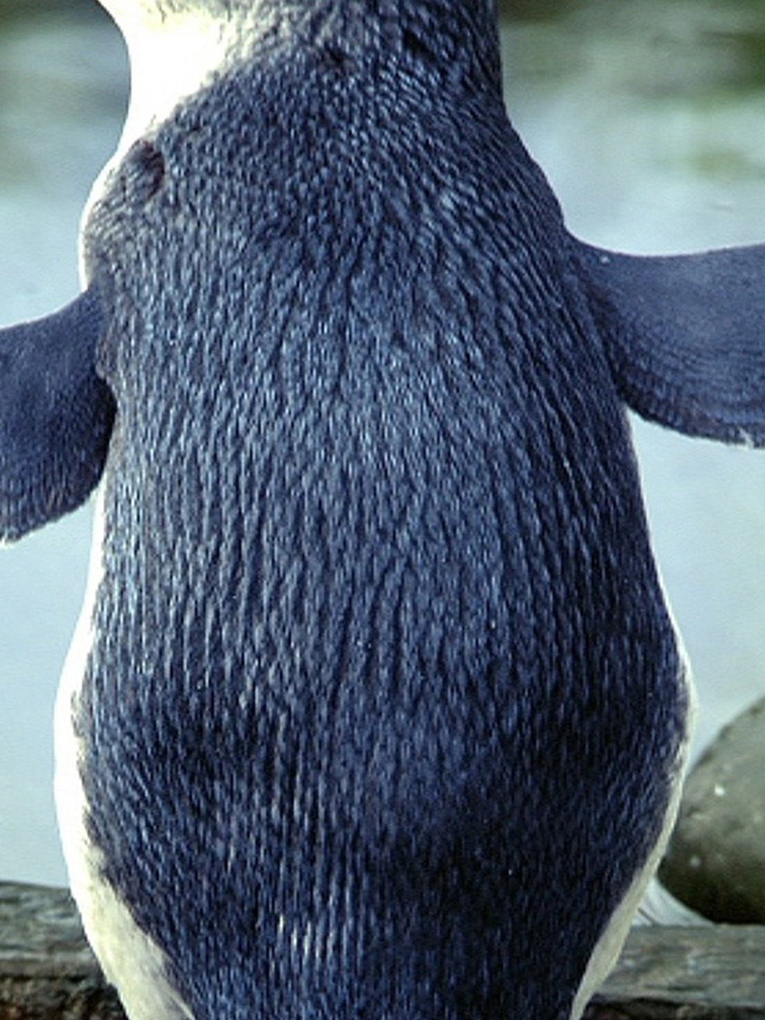 True Blue Pictures - Rotten Tomatoes