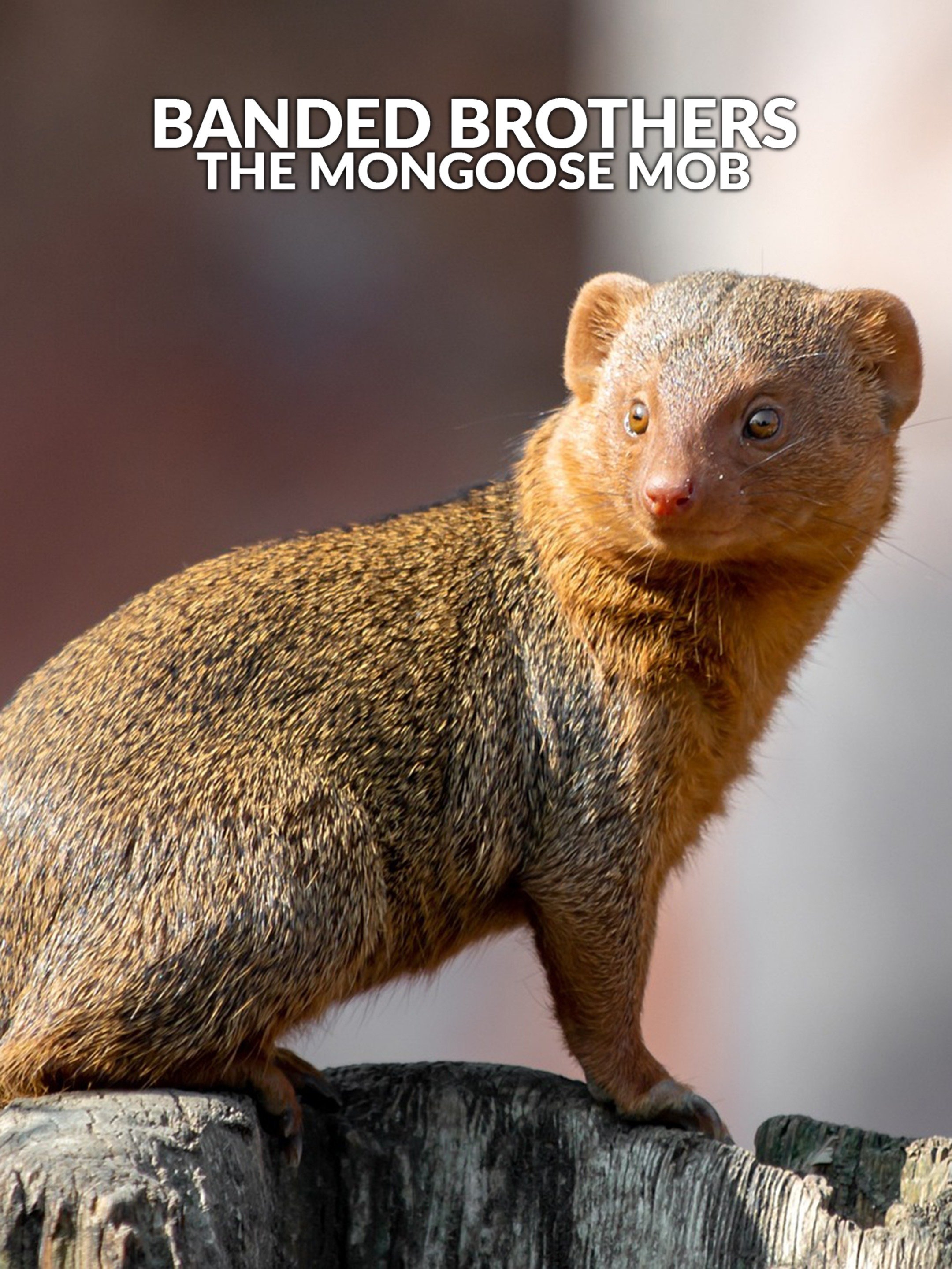 Banded Brothers: The Mongoose Mob - Rotten Tomatoes