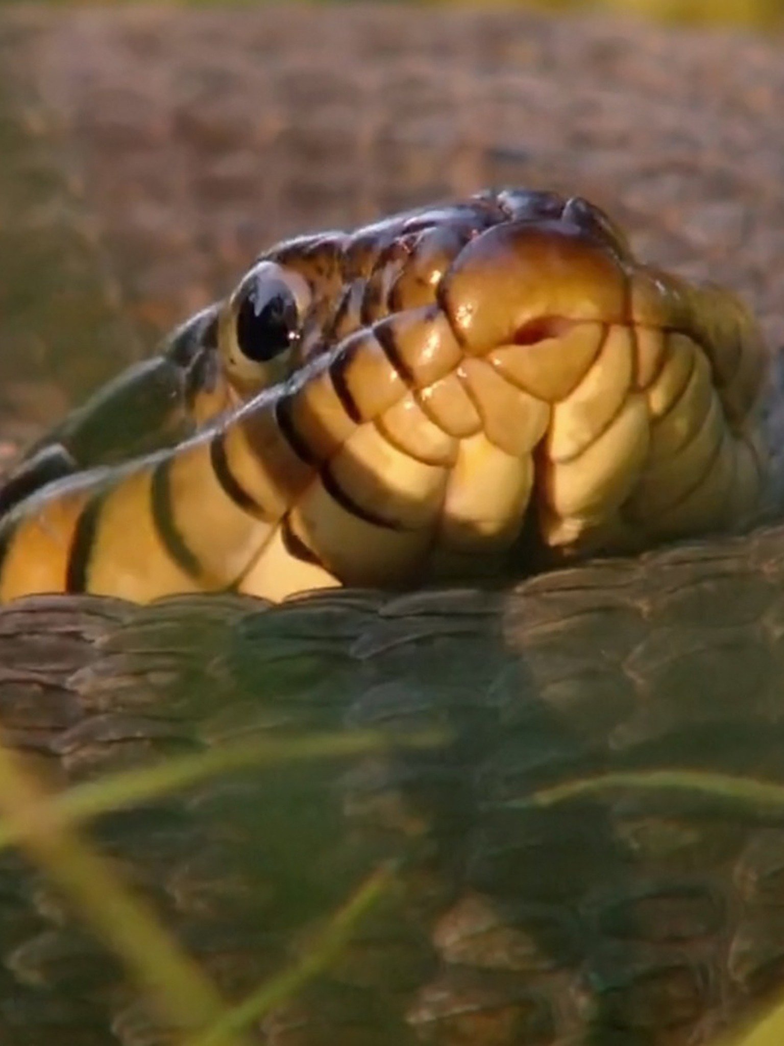 Swamped Pictures - Rotten Tomatoes