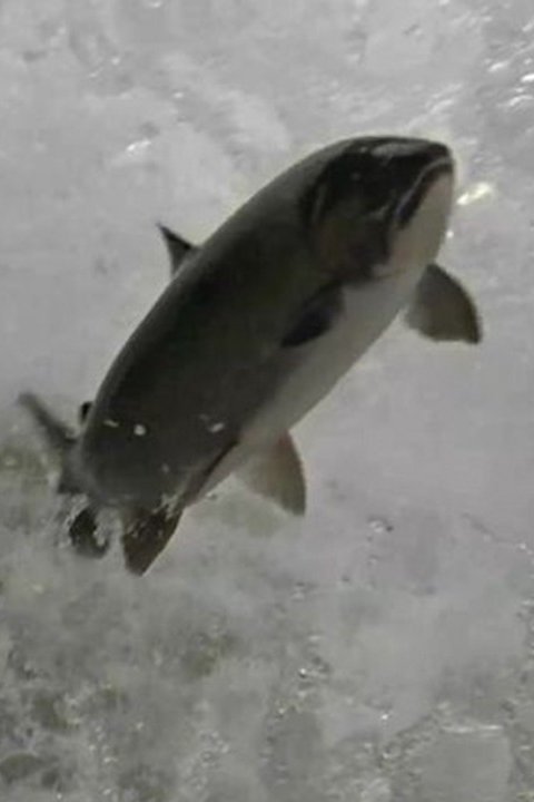 River Invasion Pictures - Rotten Tomatoes