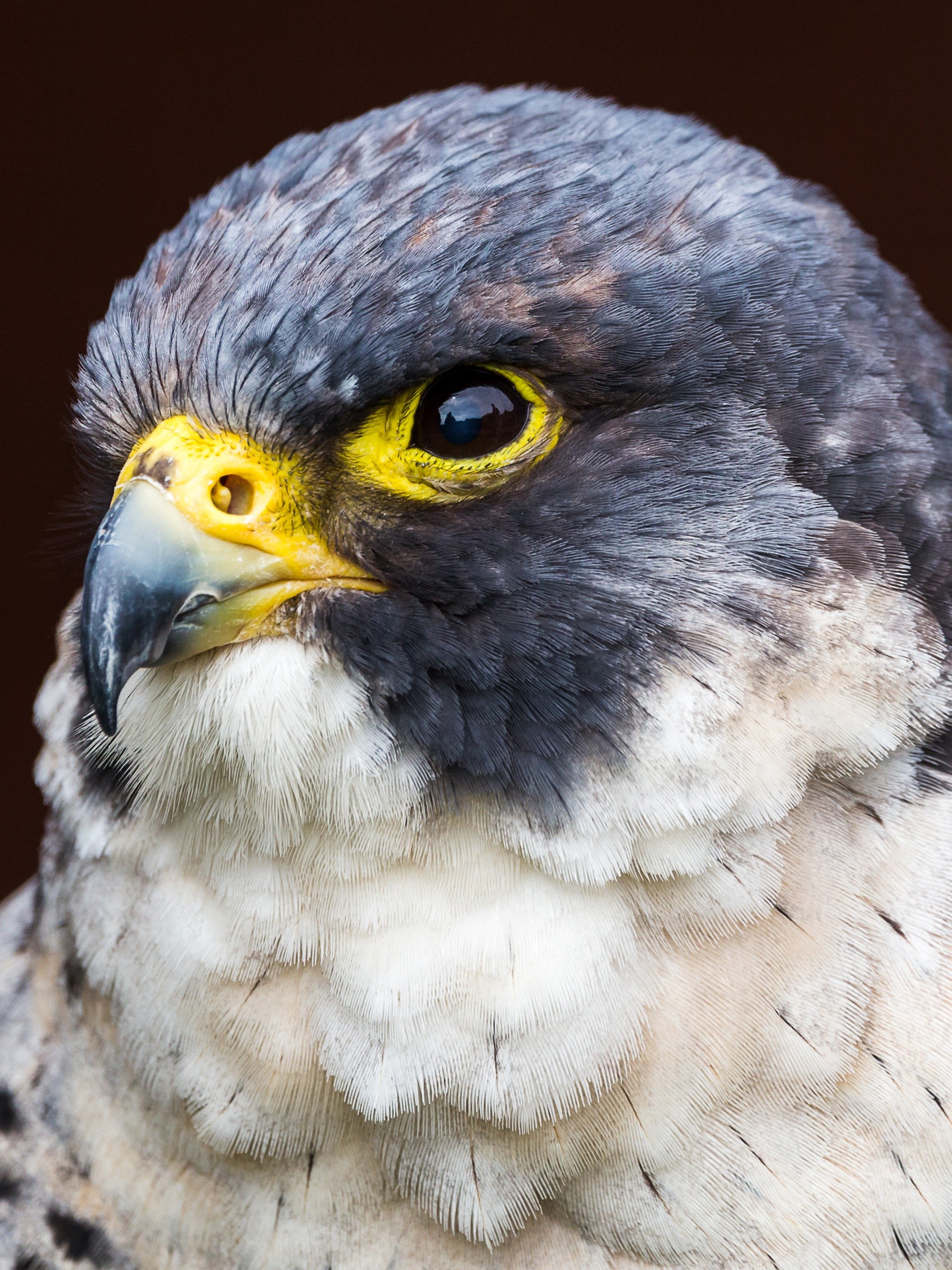 Falcon Family Mystery Pictures - Rotten Tomatoes