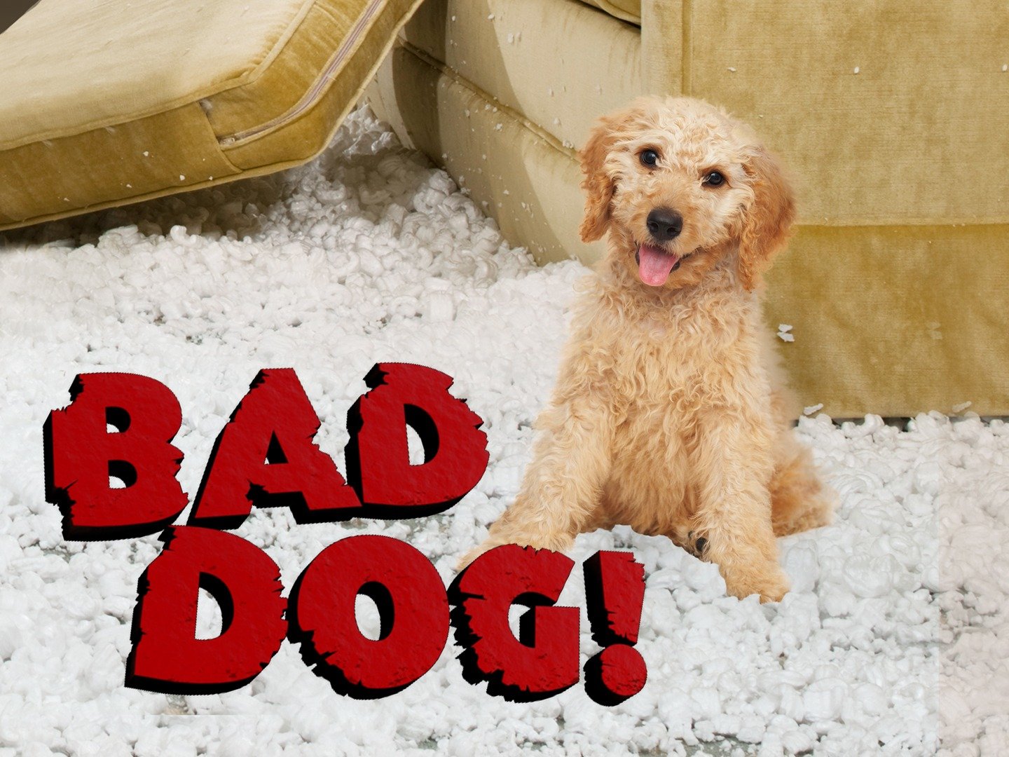Bad Dog