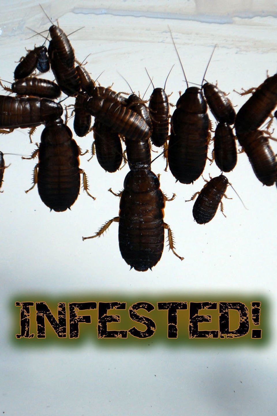 Infested! - Rotten Tomatoes