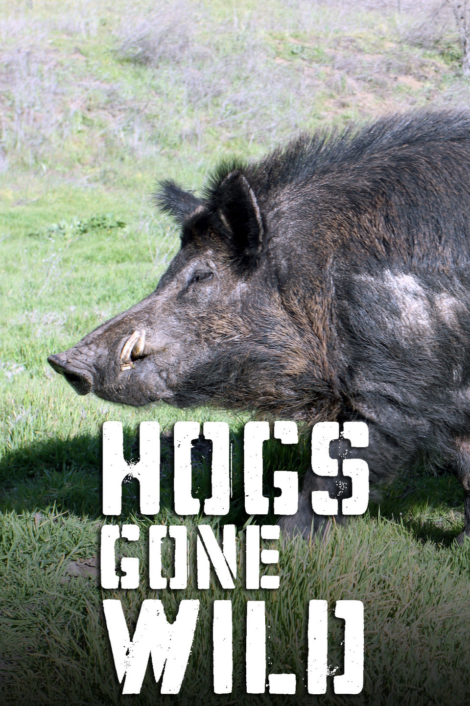 Hogs Gone Wild - Rotten Tomatoes