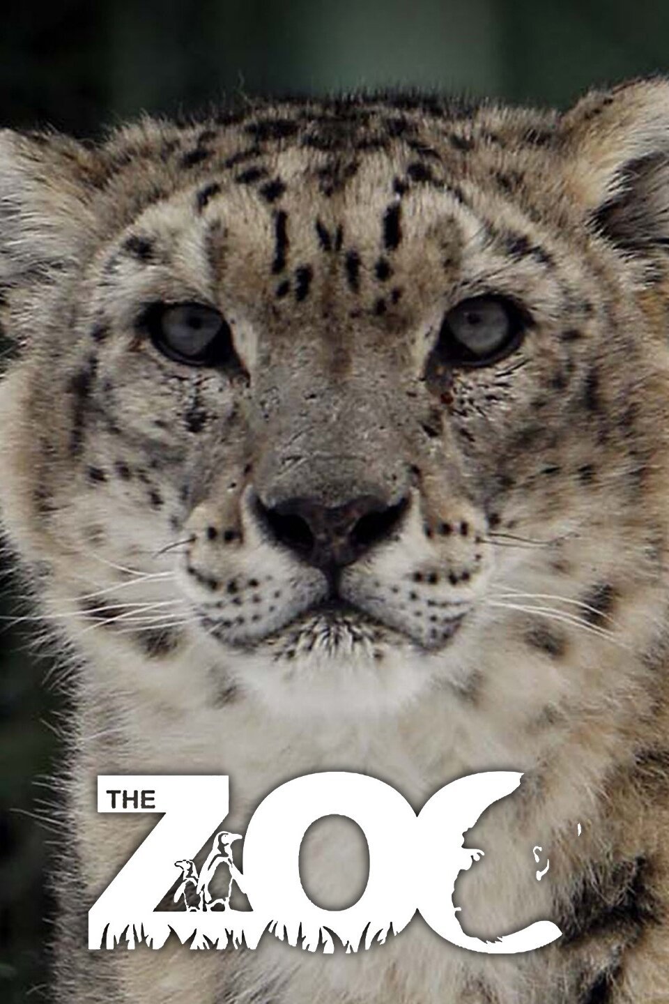 The Zoo - Rotten Tomatoes