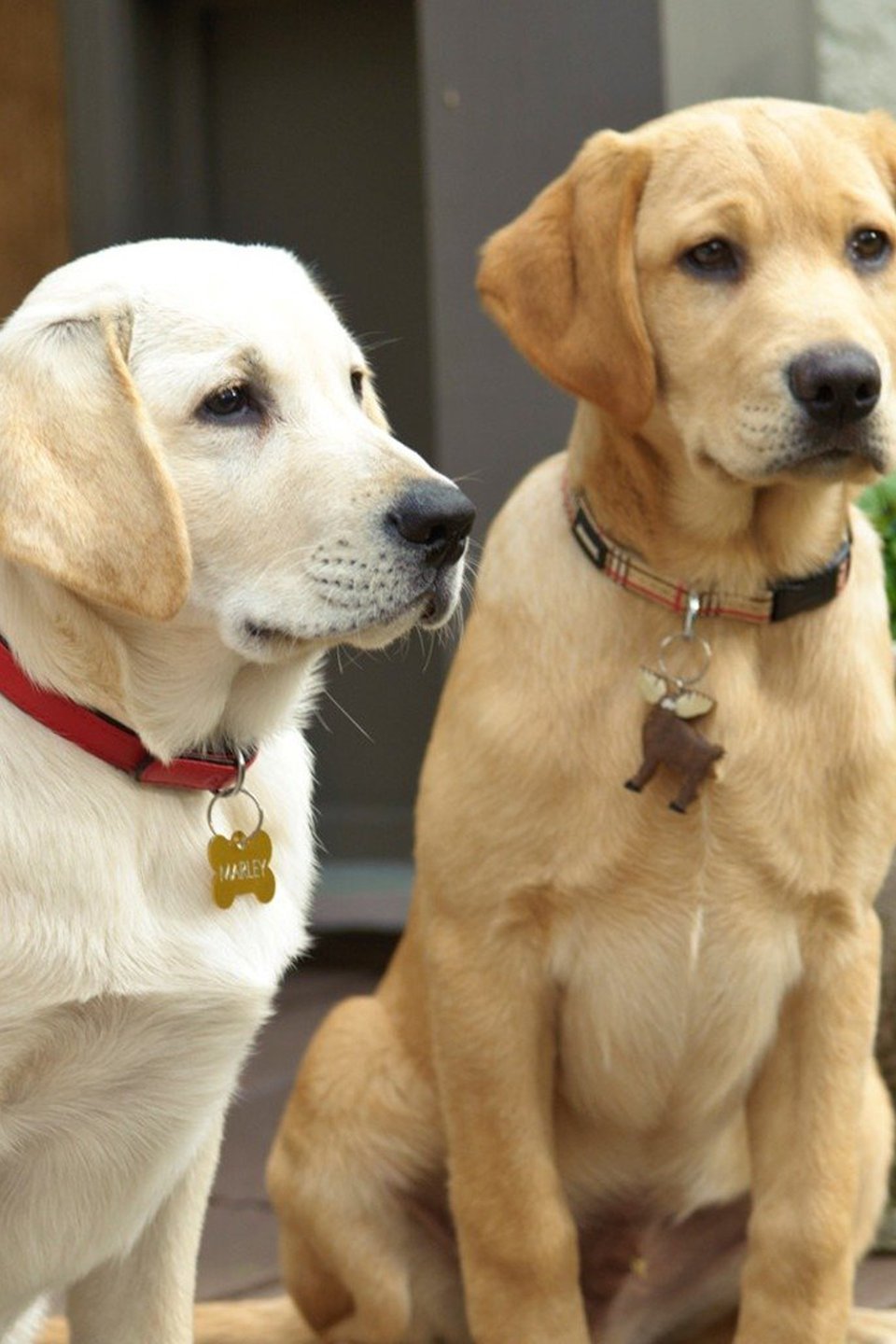 Marley And Me 2 Movie