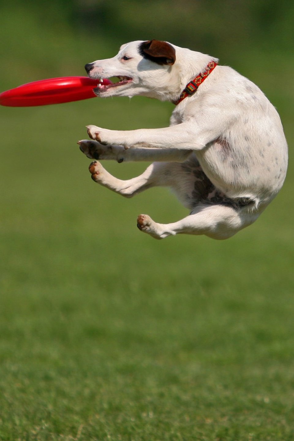 High Flying Dogs Pictures - Rotten Tomatoes