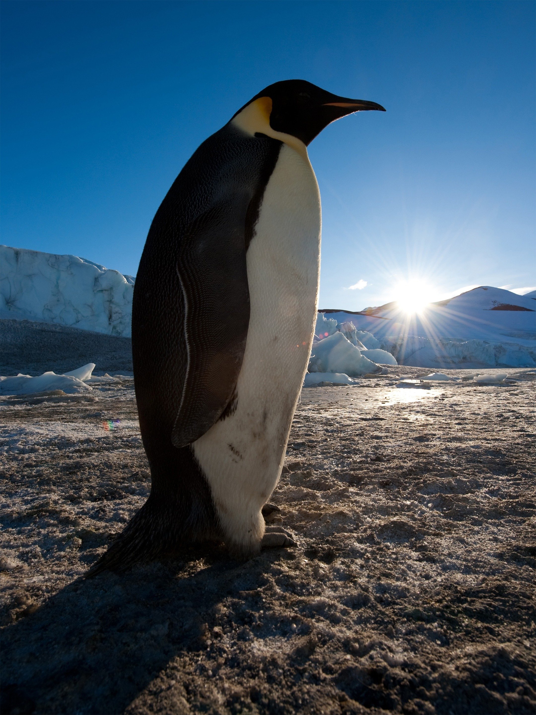 Winter Pictures - Rotten Tomatoes