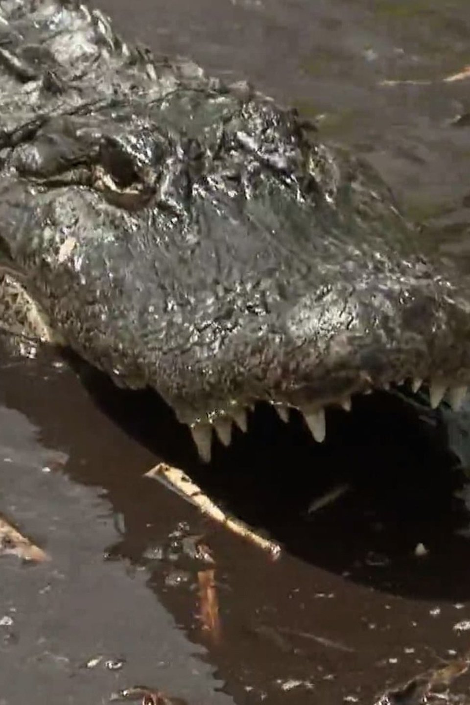 Mud Gator Attacks Pictures - Rotten Tomatoes