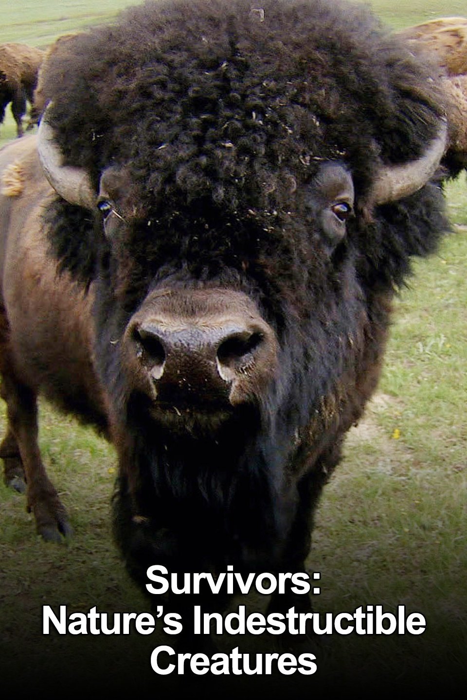 Survivors: Nature's Indestructible Creatures - Rotten Tomatoes