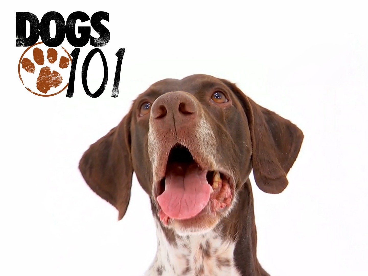 Italian Greyhound 101 Animal Planet