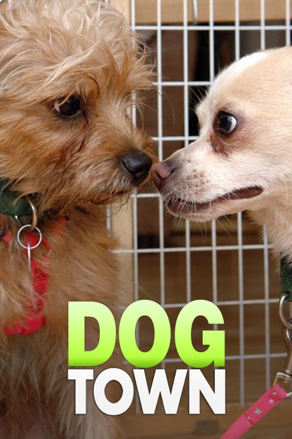 DogTown - Rotten Tomatoes