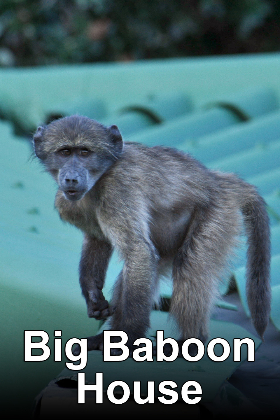 Big Baboon House - Rotten Tomatoes