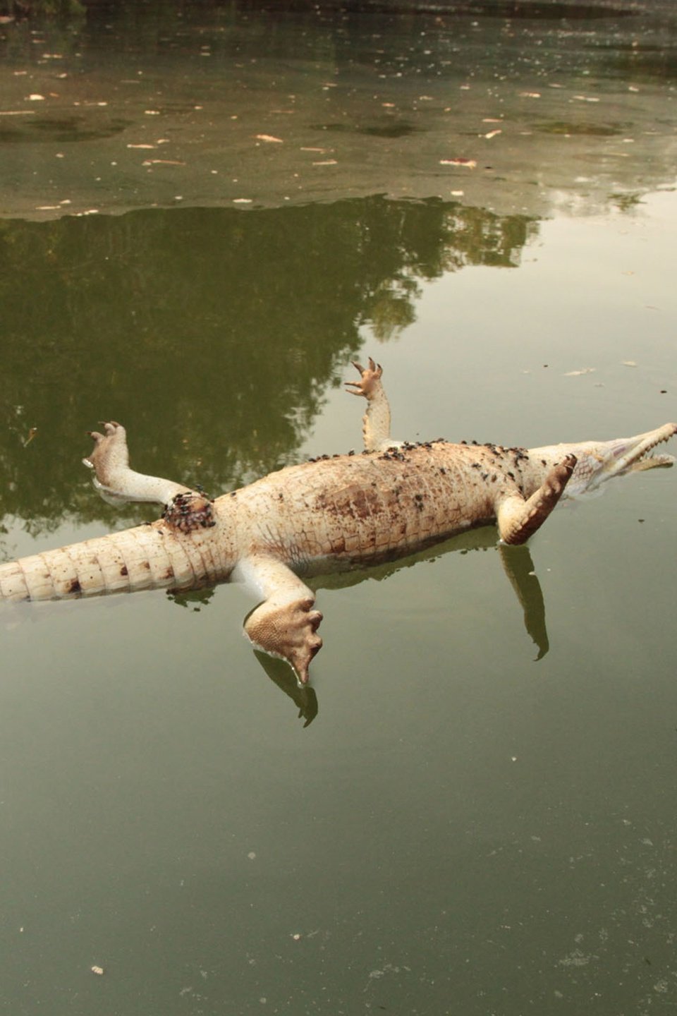 Croc Shock Pictures - Rotten Tomatoes